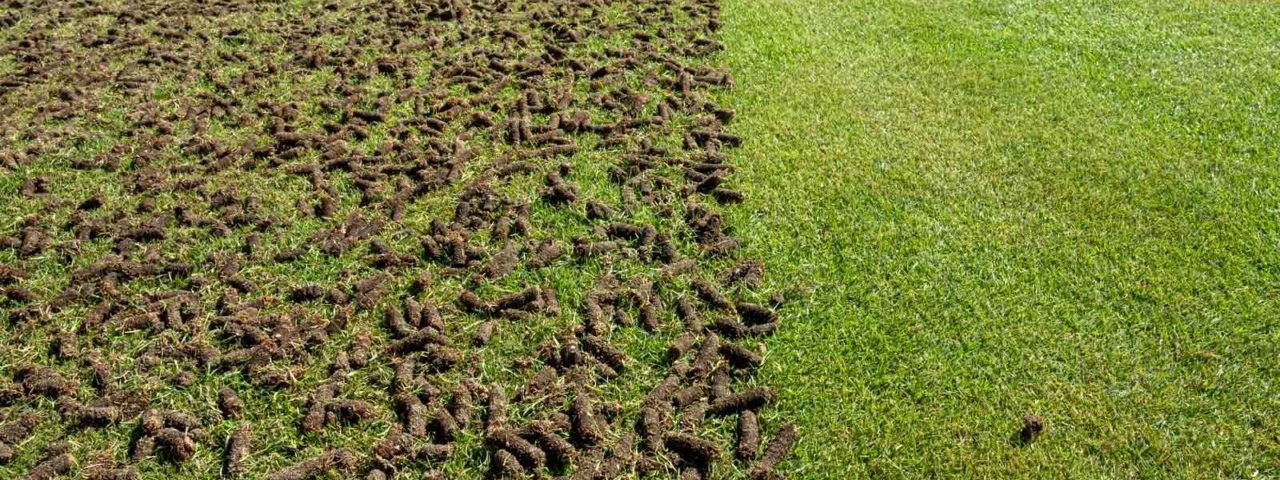 Aération de pelouse | Ecoverdure